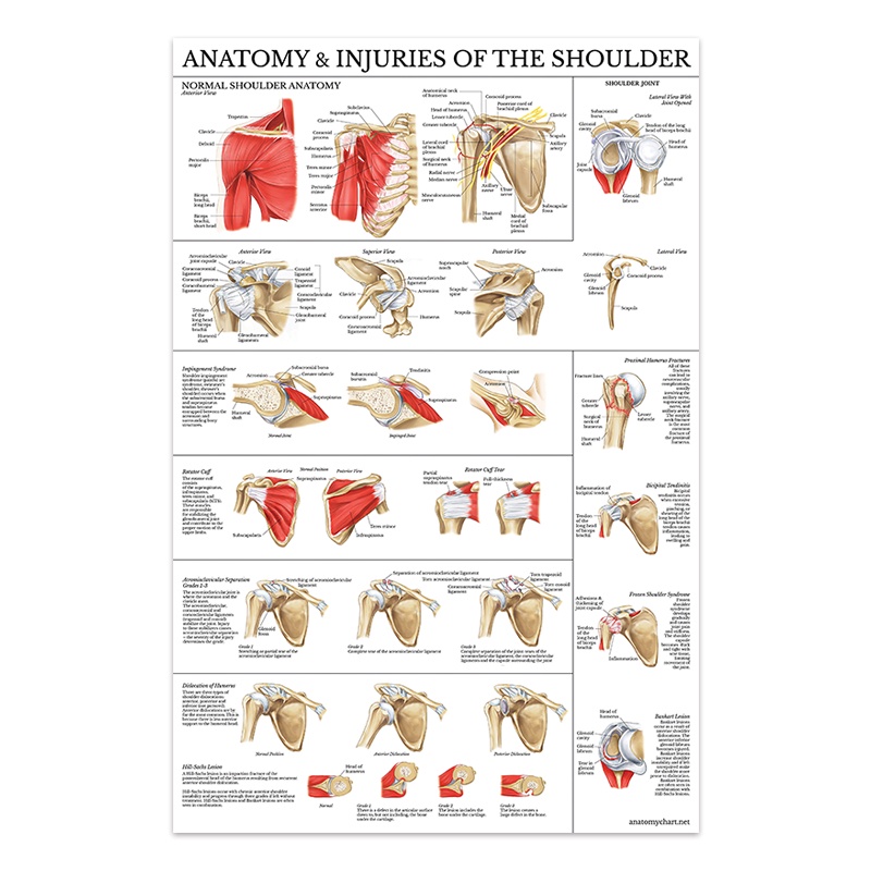 Human Anatomy Canvas Painting Muscle Posters Print Human Body Picture ...