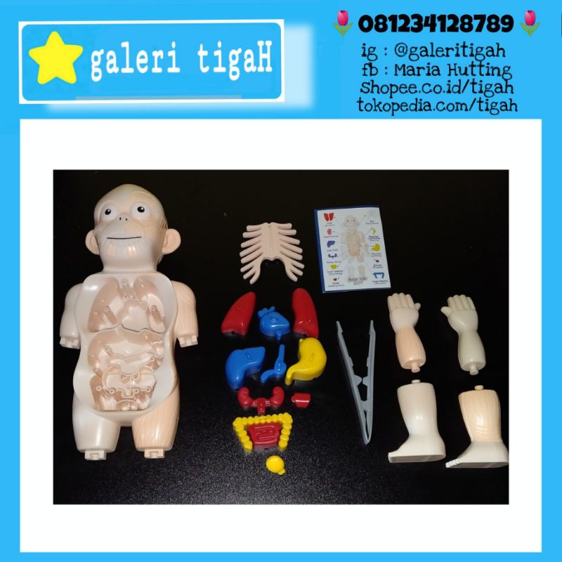 Gallery tigaH Human Body Organ Props Human Body Parts Inside Outside ...