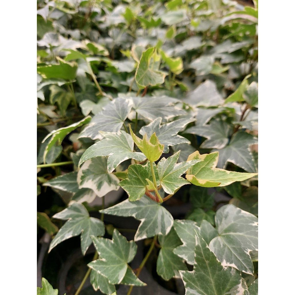 Hedera Helix Variegated English Ivy Indoor Home Potted Plant | Shopee ...