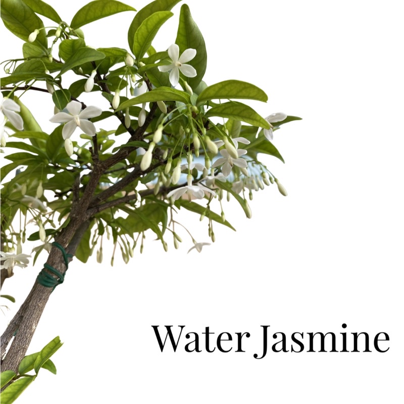 Bonsai Water Jasmine with Fragrant white flowers | Shopee Singapore