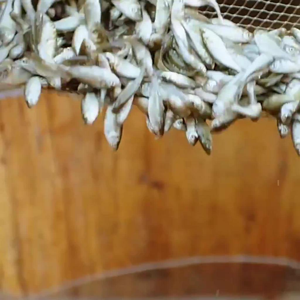 JIN ZAI Little Dried Fish Anchovies 劲仔小鱼干 10g x 20 | Shopee Singapore