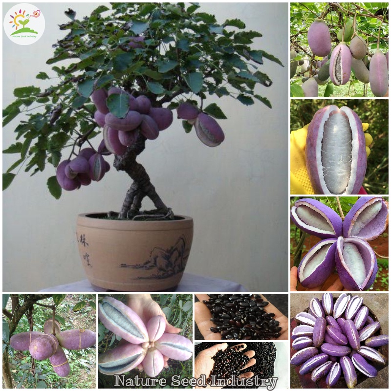 (50pcs Seeds/pack) August Melon Seeds for Planting Fruits Climbing Vine Plants Seed Bonsai Fruit ...