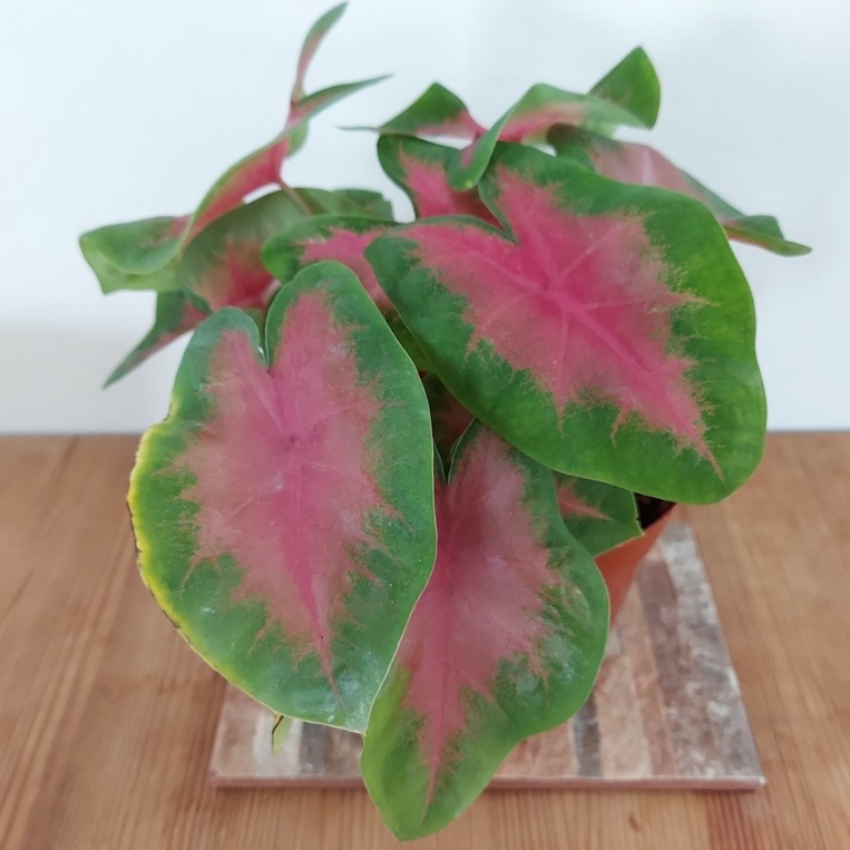 Caladium Pink Hearts Indoor House Potted Plant | Shopee Singapore