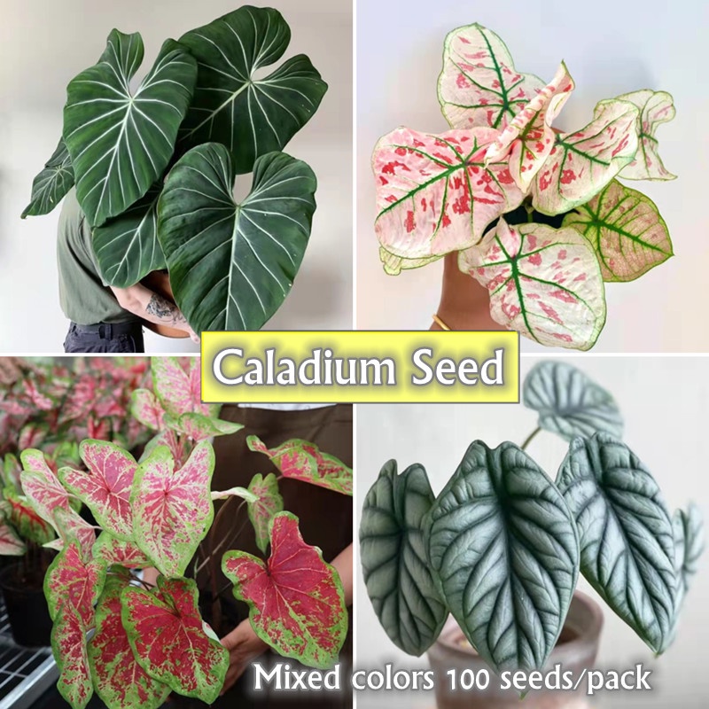 100pcs Mixed Seeds for Sale Rare Caladium Seeds Alocasia Seeds Assorted ...