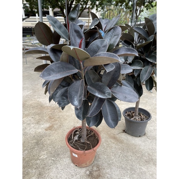 Ficus Elastica Black Burgundy One Ball (1.2-1.3m) real live plant free ...