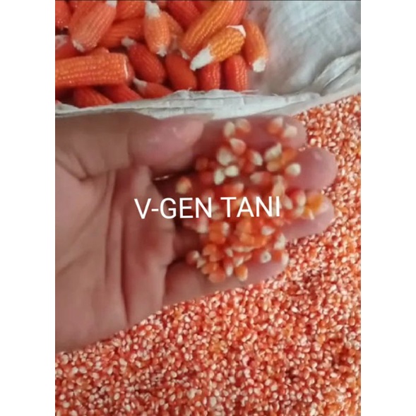 Crystal Corn Feed Pigeons And Chickens 1kg | Shopee Singapore