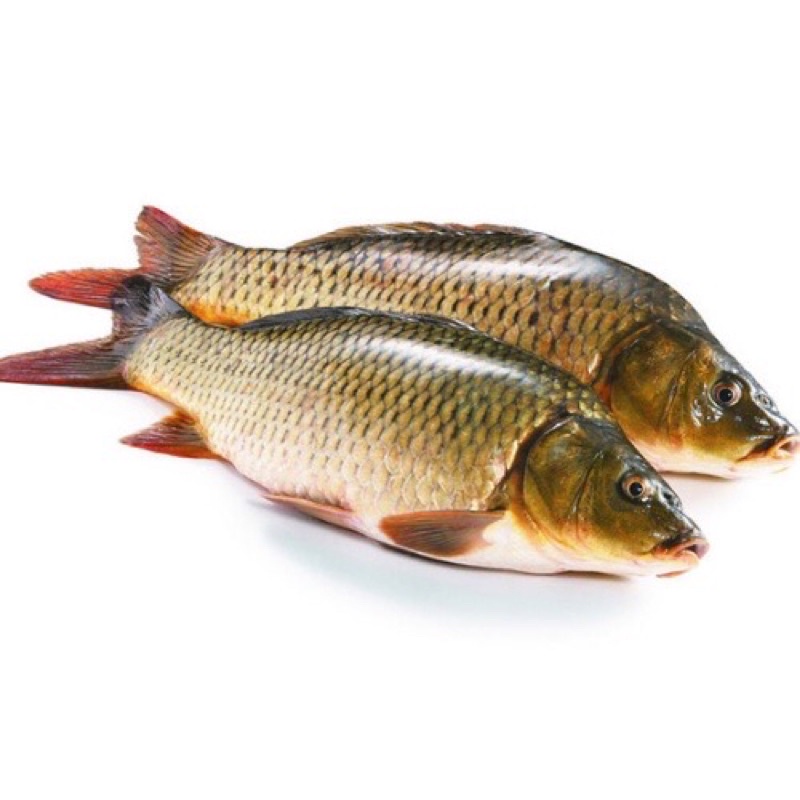 Qingo Frozen Seafood Crucian Carp 鲜冻鲫鱼 2pcs/pack | Shopee Singapore