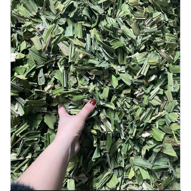 1KG Sticky Rice Leaves (Fragrant Pandan Leaves) | Shopee Singapore