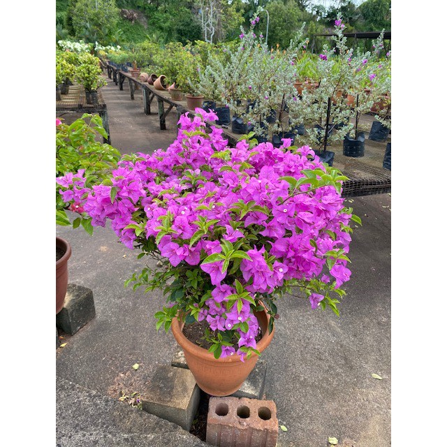 Bougainvillea 'Elizabeth Angus' (Purple Bougainvillea) | Shopee Singapore