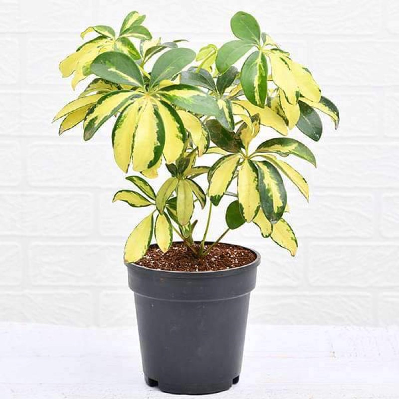 Schefflera Arboricola Variegated (Gold Capella Umbrella) 鸭掌木 in 15cm ...
