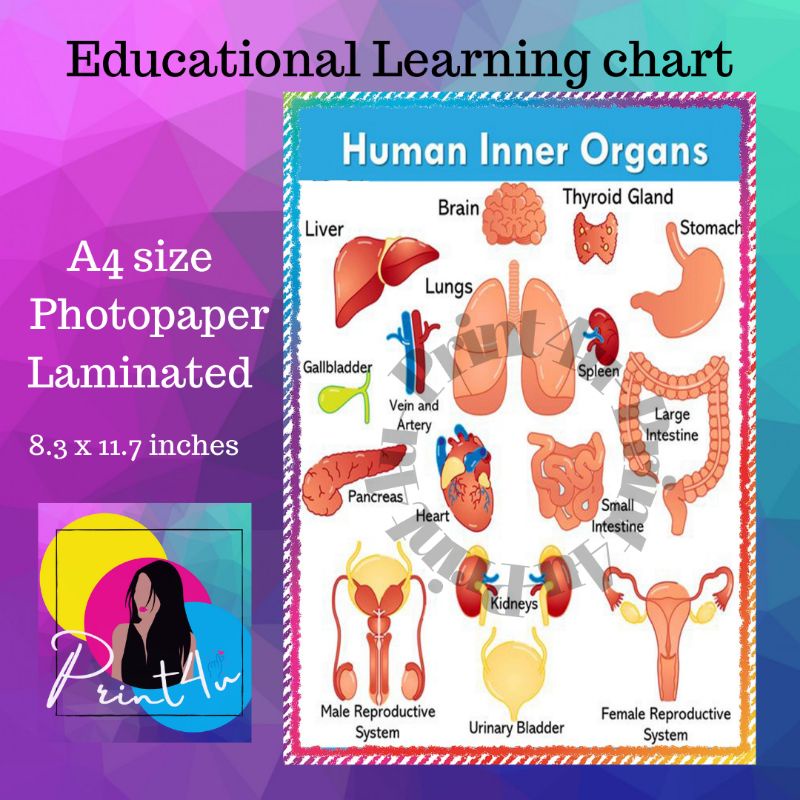 Human Inner Organs Kids Learning chart Laminated | Shopee Singapore