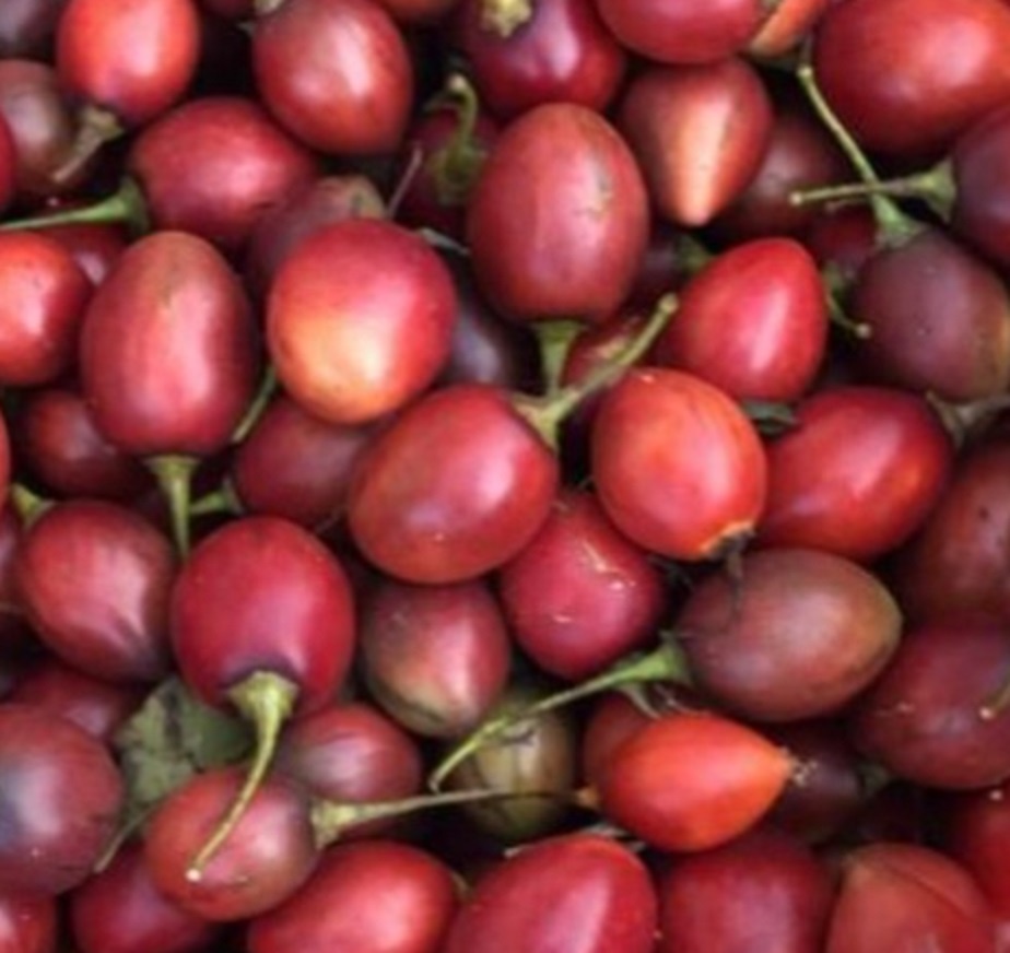 [Rare] 10 Purple Tamarillo Seeds | Tree Tomato Seeds for Fruit ...