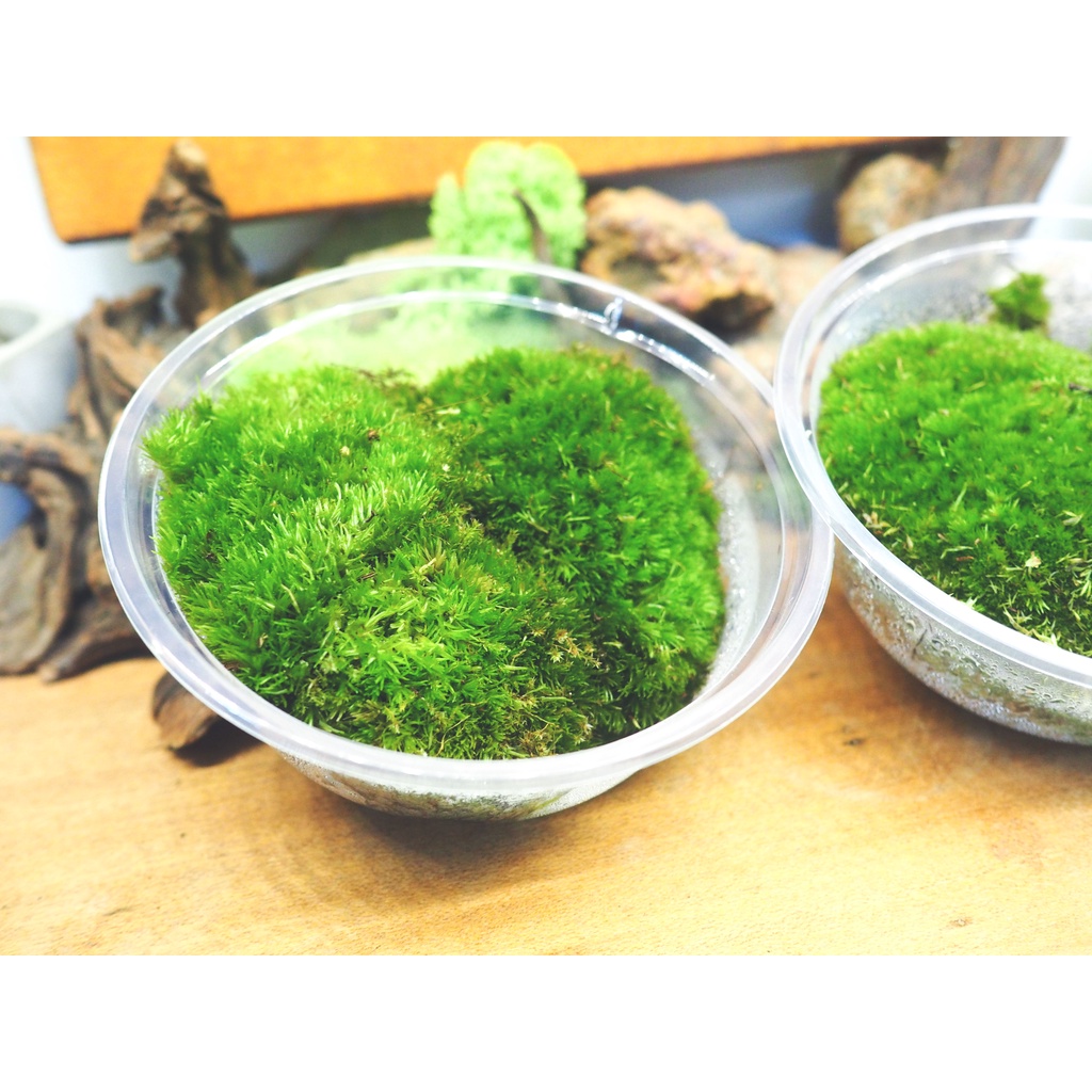 [SG Local] Live Holland Moss for Terrarium | 100% Fresh Live Moss ...