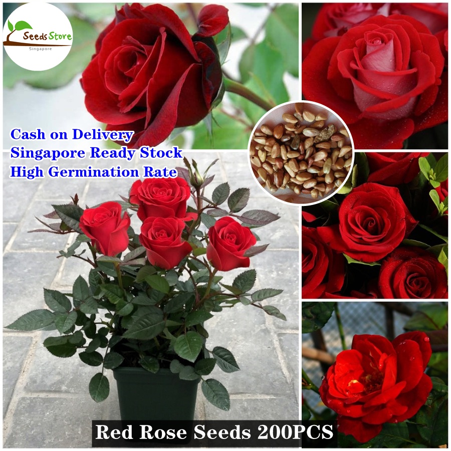 100% Original 100pcs Red Rose Seeds Flower Seed for Planting Rare Real ...