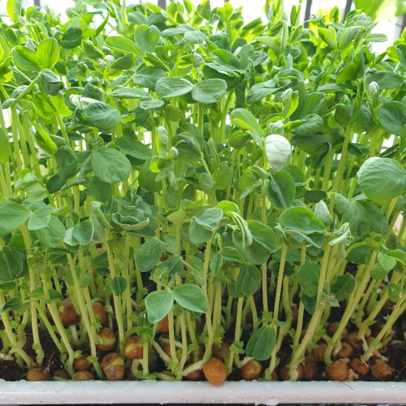 Maple Peas (Organic) Seeds for growing Pea Shoots & Microgreens 0(100g/500g/1kg) | Shopee Singapore