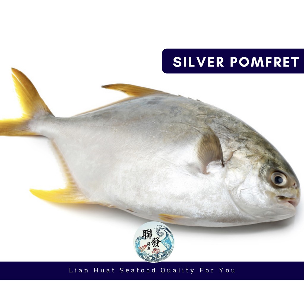 [Lian Huat Seafood] Silver Promfet, Whole, Fresh 400g to 500g | Shopee ...