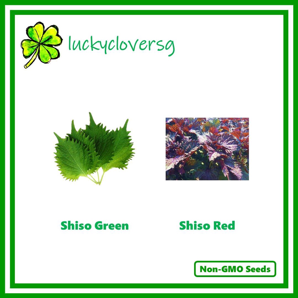 Shiso Green / Red / Beefsteak / Perilla / Aojiso / Akajiso / Japanese ...