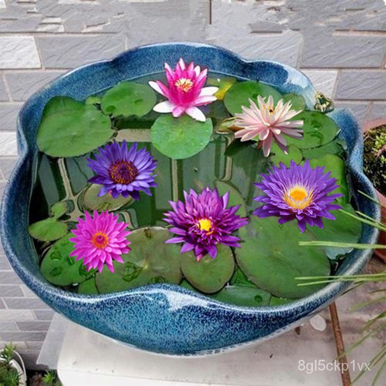 In stock 50 Pcs Mini Lotus Water Lily Seed For Sale Flower Seed For ...