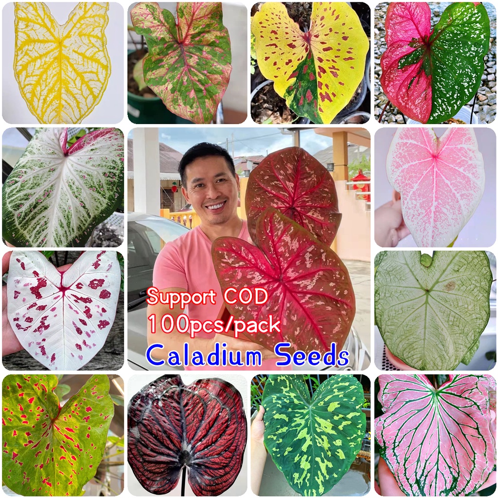100% Original 100pcs Caladium Seeds Mix Colors Plants for Flower Seeds ...