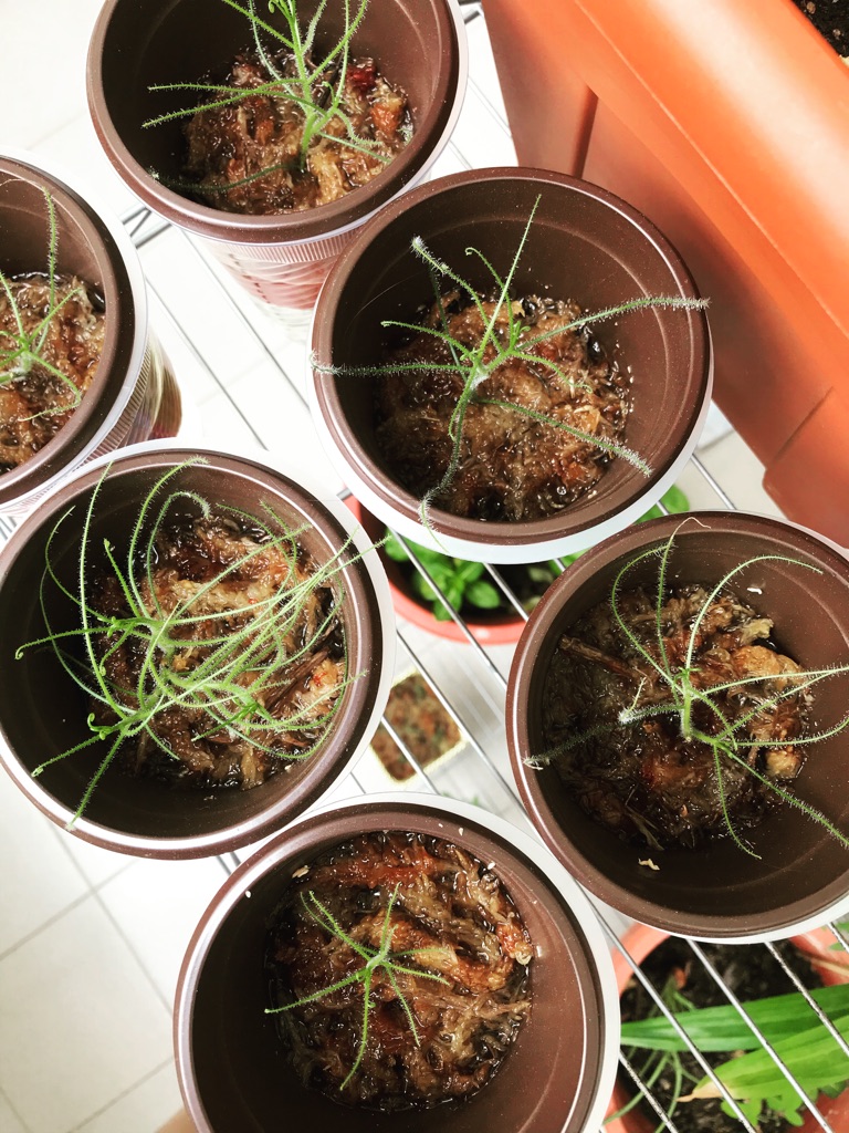 Byblis Carnivorous Plant (Rooted): Traps mosquitoes, fungus gnats, and ...