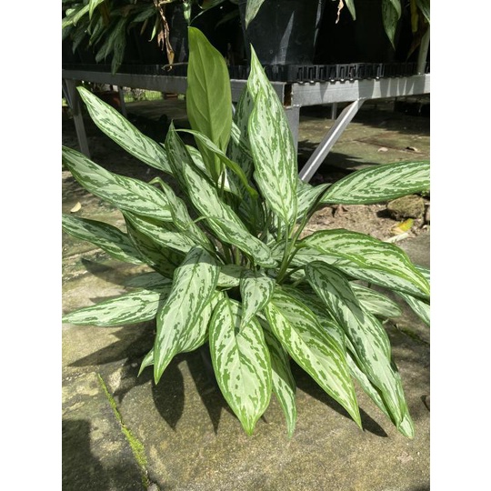 Aglaonema nitidum 'Silver Queen' - Chinese Evergreen - Ornamental ...
