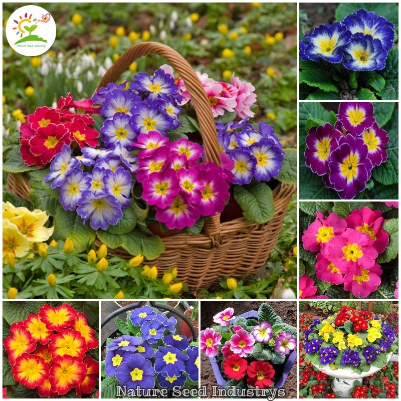 Flower Seeds Singapore Mixed Color Primula Seeds for Planting (100pcs ...
