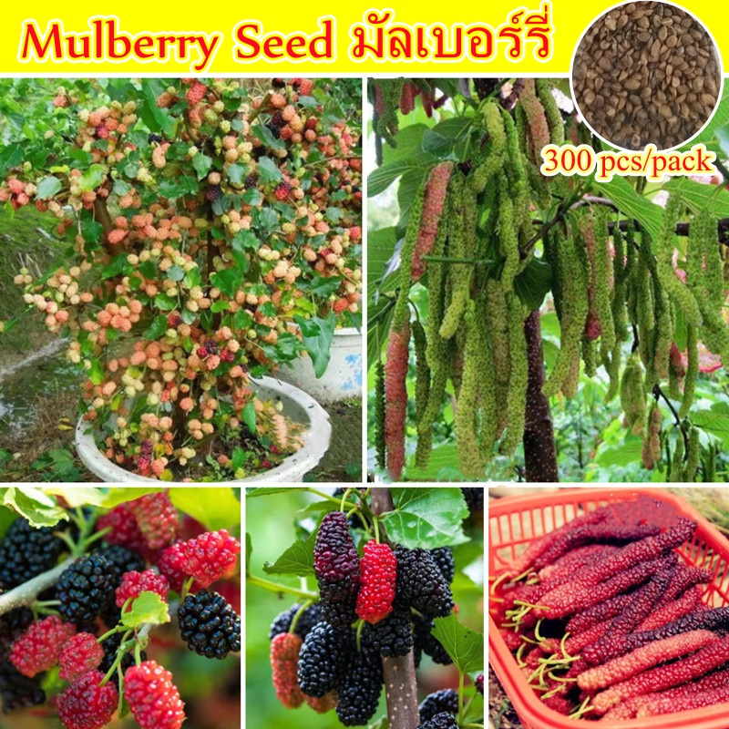 Dwarf Hybrid Variety Mulberry Fruits Seeds for Planting (300 Seeds/Pack ...