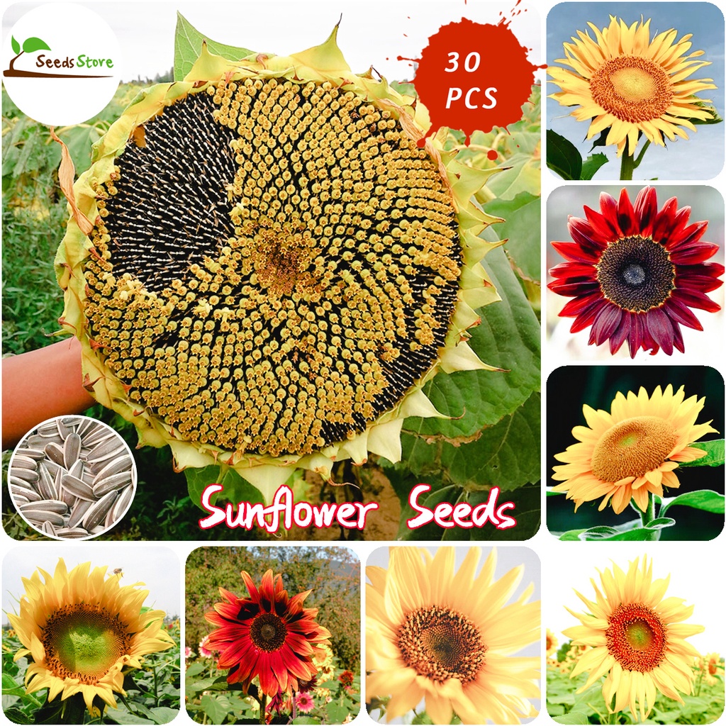 SG Ready Stock Sunflower Seeds 30pcs Hot Sale Flower Seeds for Planting ...