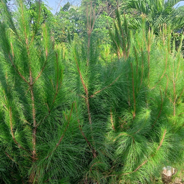 2-meter Pine Tree | Shopee Singapore