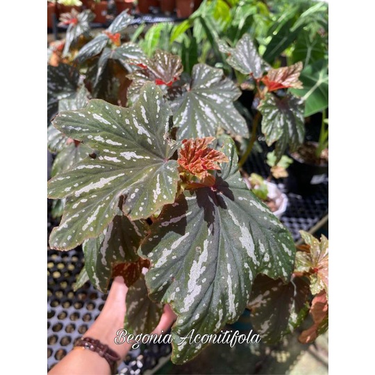 Begonia Aconitifolia - Metallica Begonia - Begonia Faureana, Begonia ...