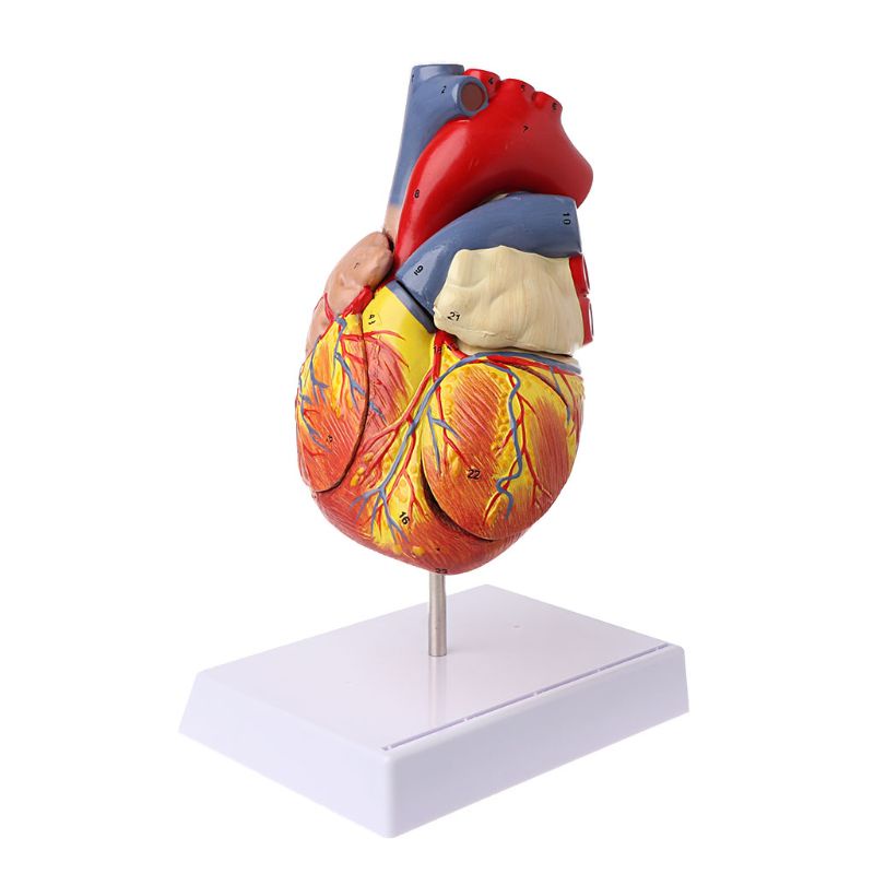 love* Disassembled Anatomical Human Heart Model Anatomy Medical Viscera ...