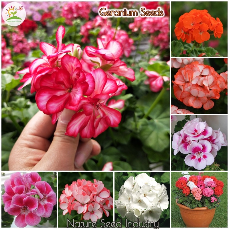 Geranium Seeds Bonsai Flower Seeds for Gardening Flowering Plants Seeds ...
