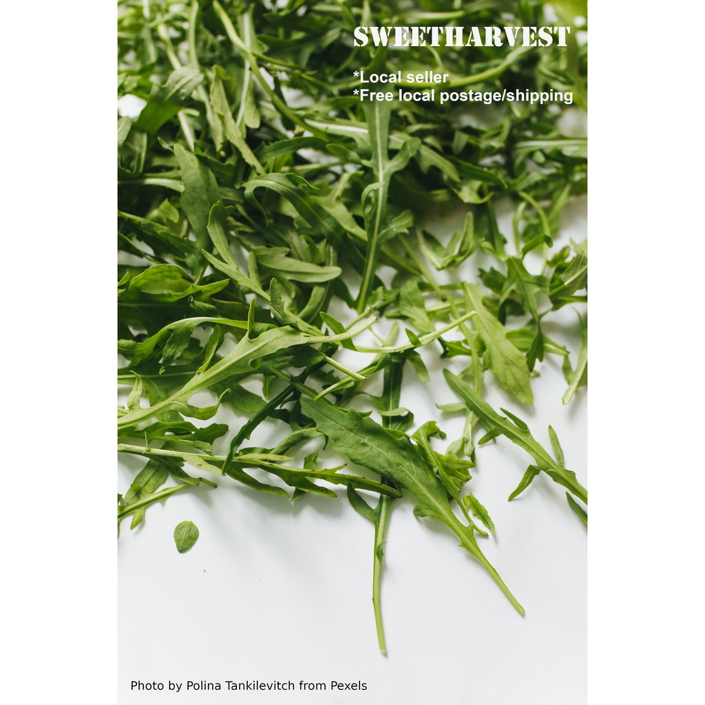 180*seeds (0.5g nett) Arugula (Runaway Rocket/ Roquette) | Shopee Singapore