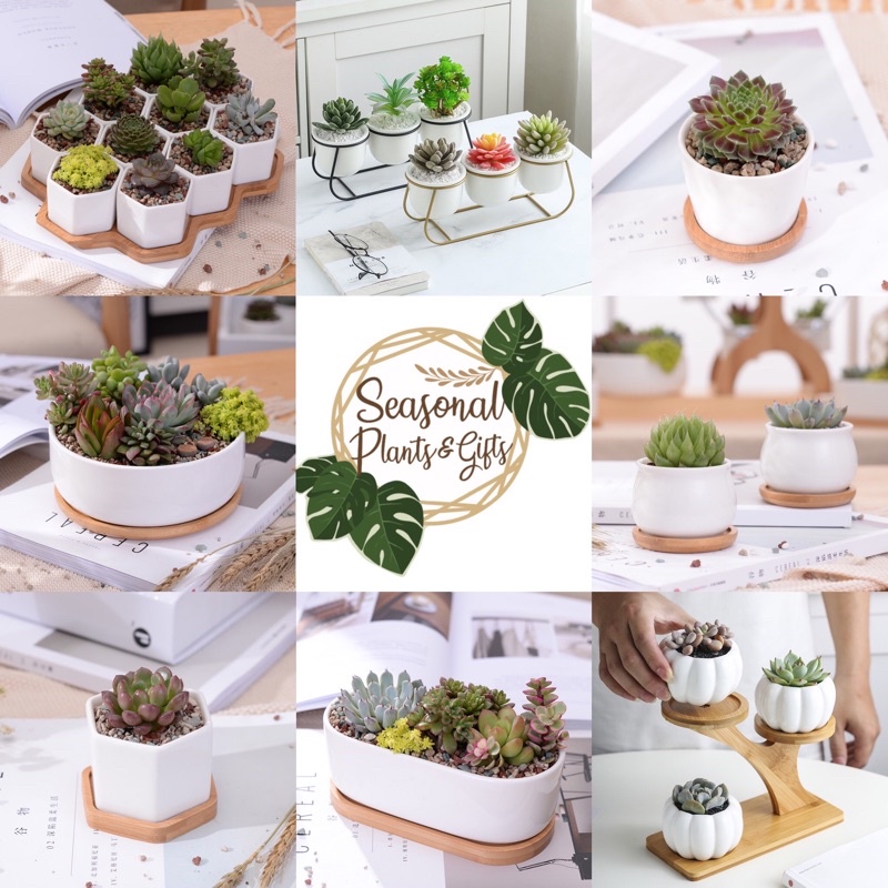 Ready Stock! succulent pots / cactus pots | Shopee Singapore