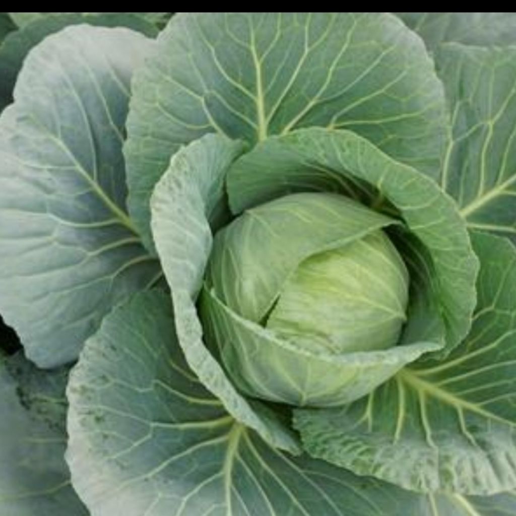 15 Round Cabbage seeds (fr SG) | Shopee Singapore