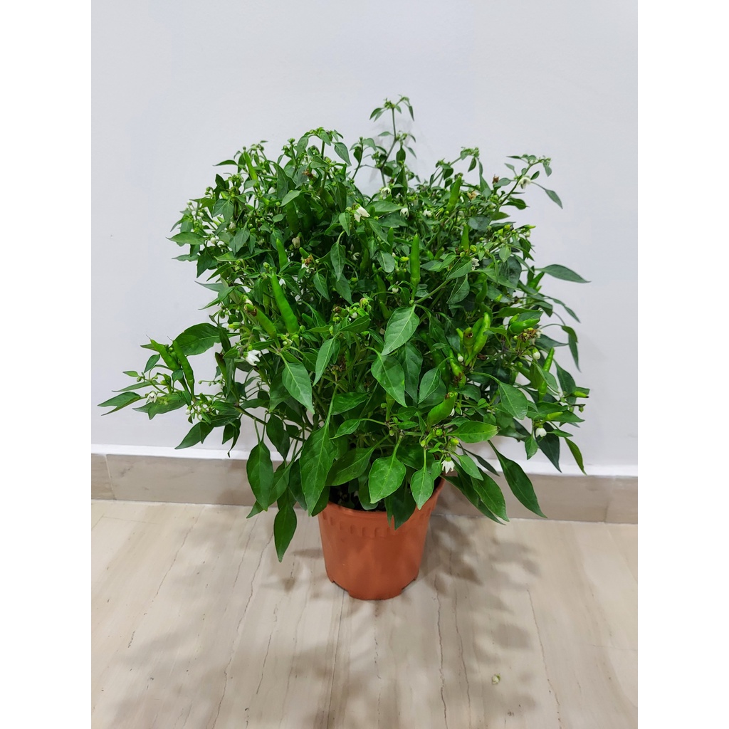 Singapore Local Chilli Padi Plant Fruiting Flowering Fruits Home House ...