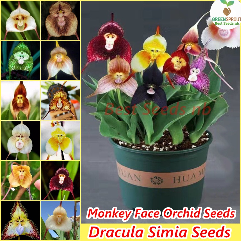 [100% Original Seed] Mixed Dracula Simia Seeds Monkey Face Orchid ...