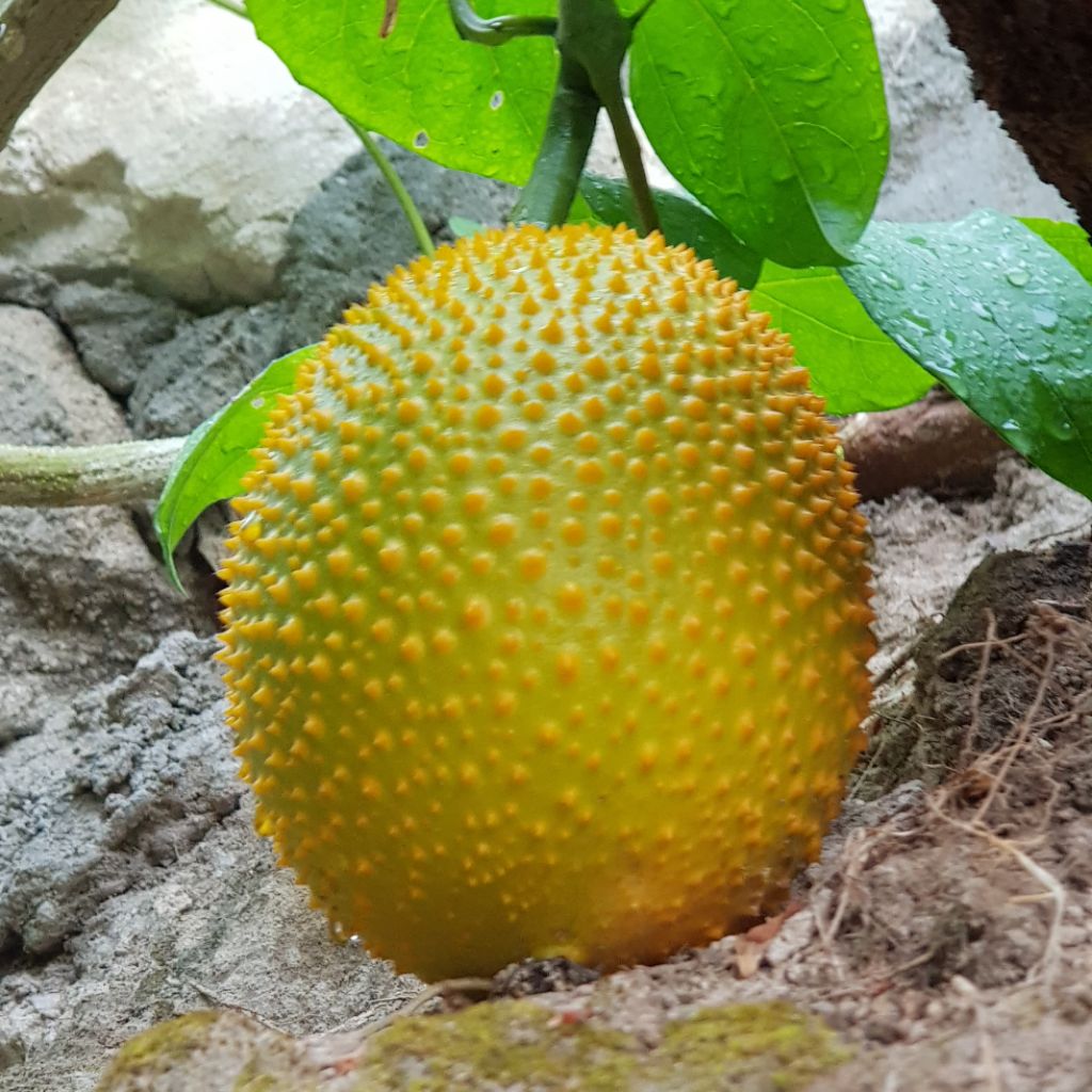 4 Gac Fruit (Heaven fruit) seeds (fr SG) | Shopee Singapore