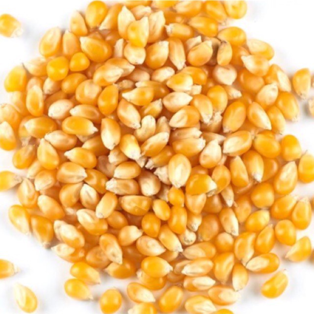 Popcorn Seed kernels 500G(POP) | Shopee Singapore