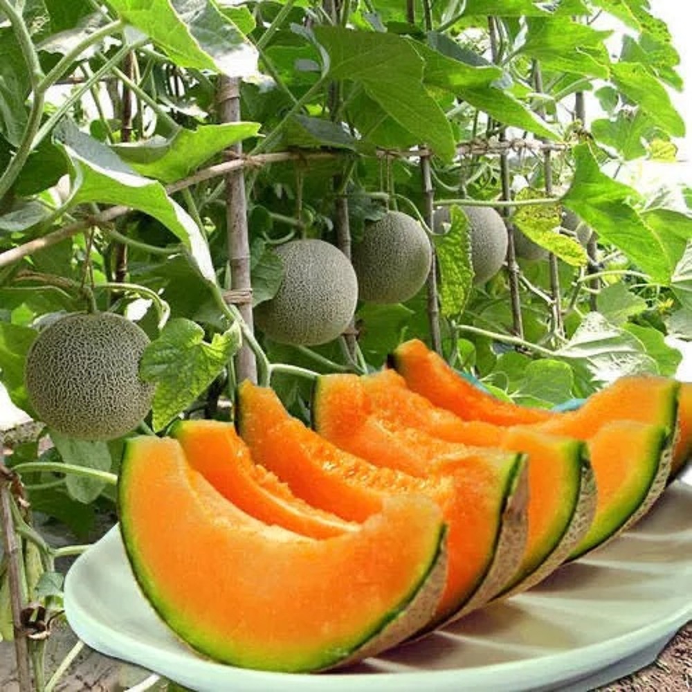 10 Golden Hami Melon Seeds for Garden Planting | EZGrow.sg (SG Stock ...
