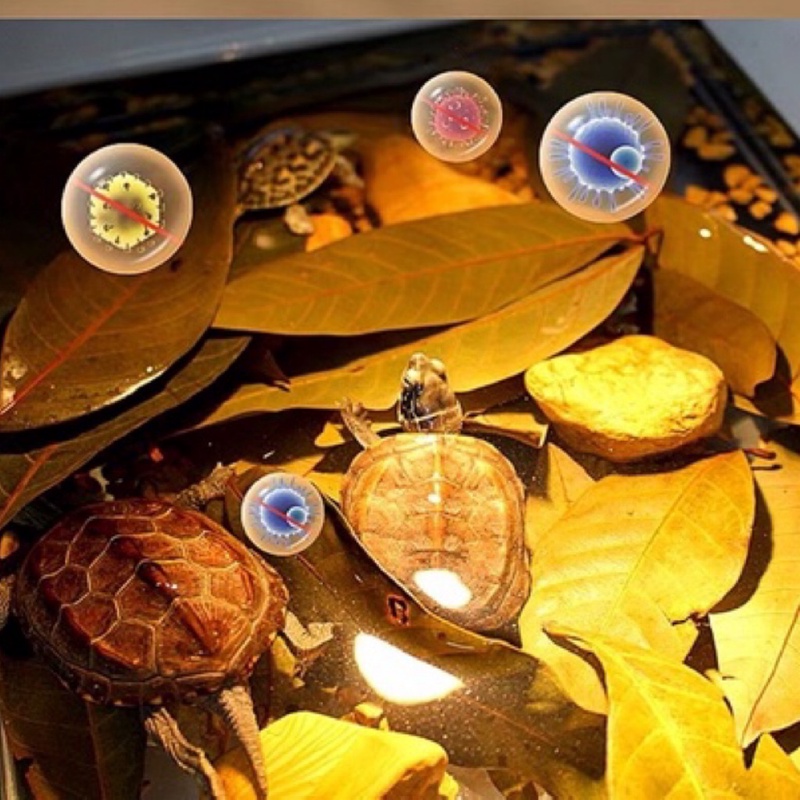 Natural longan leaf for terrapin turtle tank local seller | Shopee ...