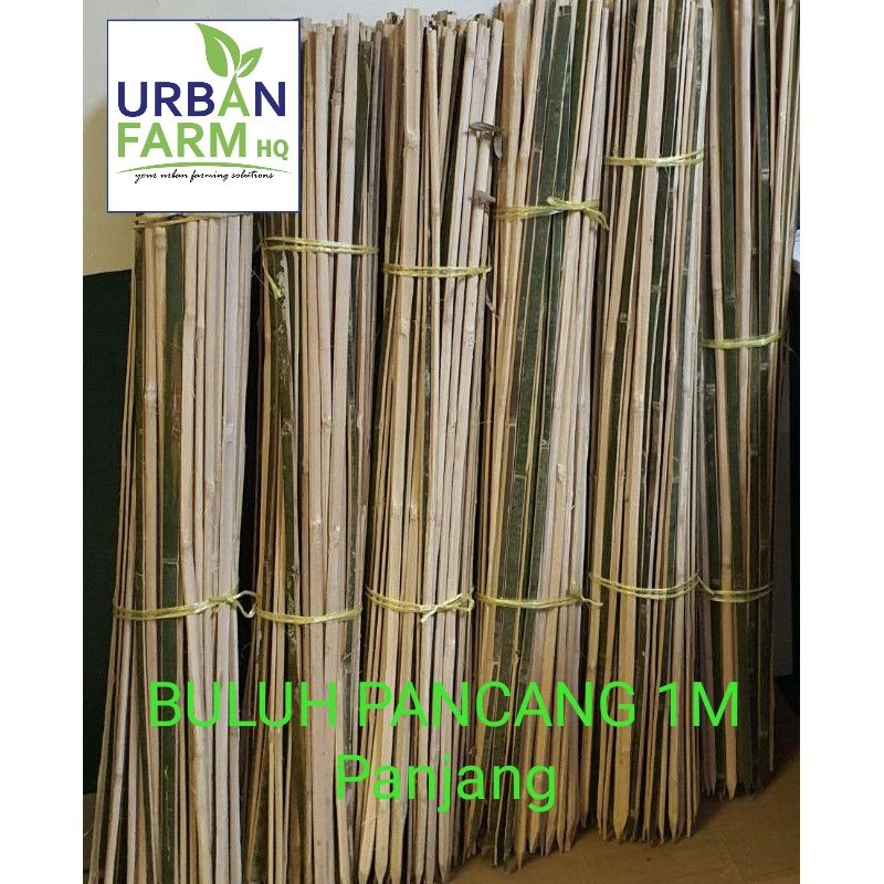 Buluh Pancang Bamboo Tree Support 3 Feet Long | Shopee Singapore