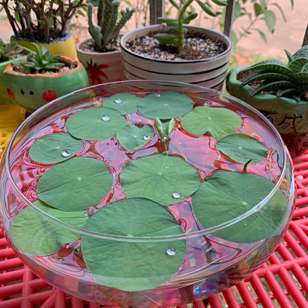 Large Hydroponic Flowerpot Narcissus Bowl Lotus Hydrocotyle Flowerpot ...