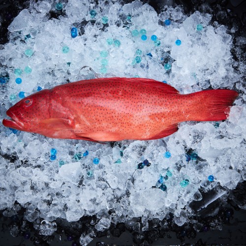 [Fresh] Red Grouper Whole [Approx 700G] | Shopee Singapore