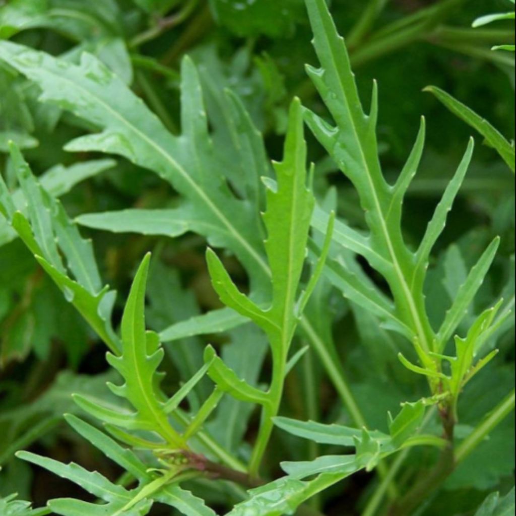 150 Wild Rocket Arugula seeds Vegetable seeds Garden seeds (fr SG ...
