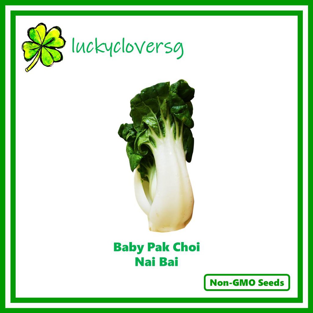 Baby Pak Choi / Nai Bai / Milk Cabbage / Dwarf Pak Choi / Nai You Pak ...