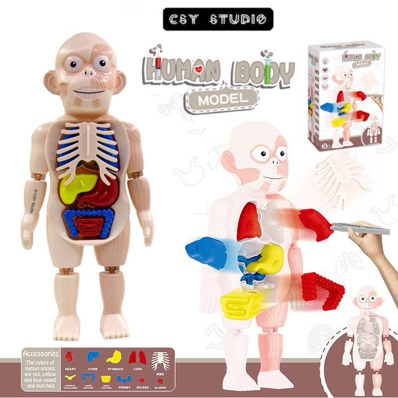 Science Human Body Model Organ Assembly Toys Game Sains Skeleton ...