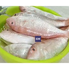 Angkoli Ang Go Li Sea Bream Red Snapper Fish | Shopee Singapore