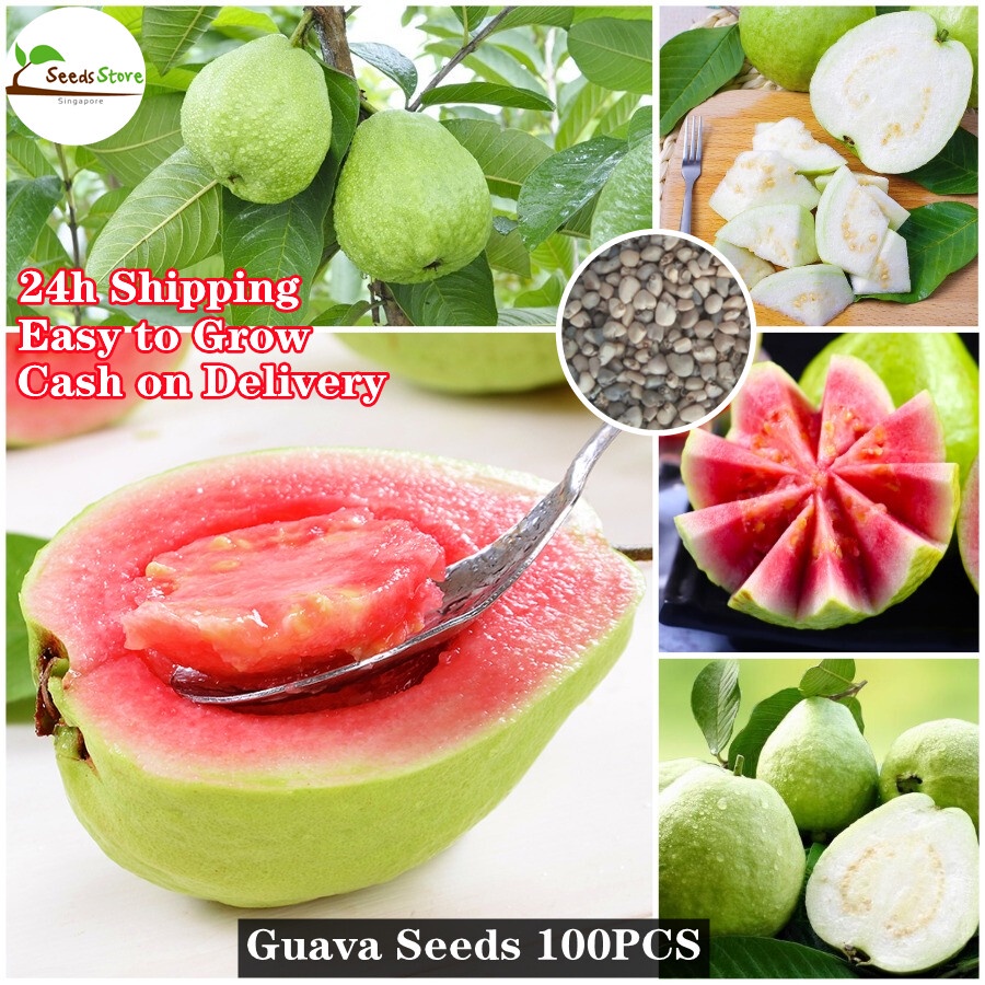 Ready Stock 100pcs Sweet Guava Seeds Cheap Fruit Tree Seeds for ...