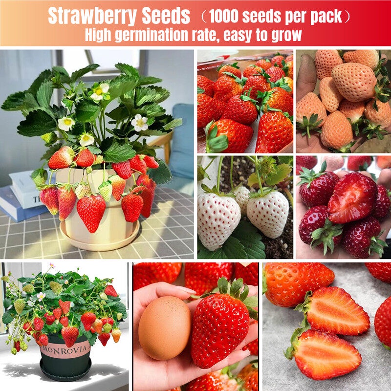 Sweet Juicy Mini Strawberry Fruit Seeds for Sale (1000pcs Seeds for ...